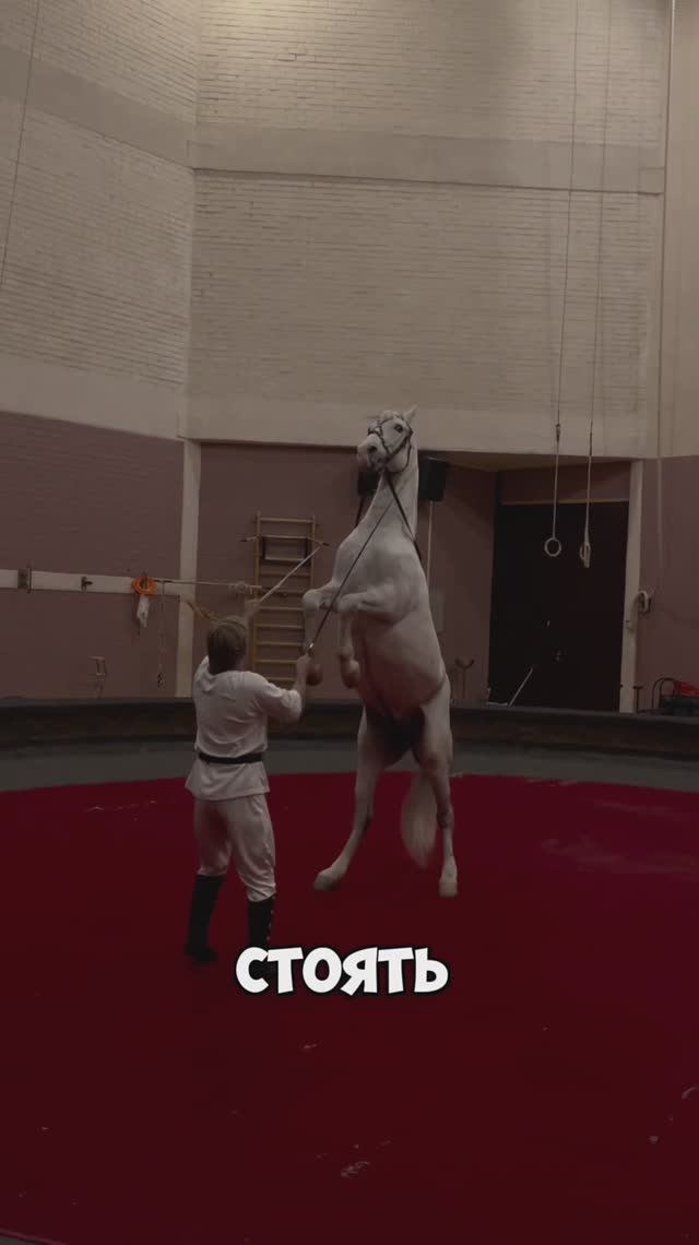 Секреты дрессировки лошадей в цирке джигита Сергея Муратова