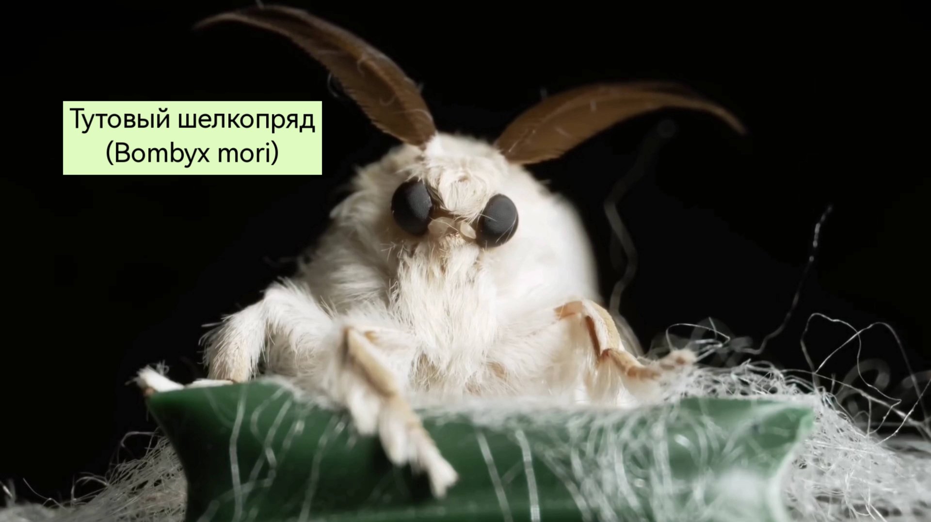 Шёлк. Коконы тутового шелкопряда, словно предвестники их скорой гибели