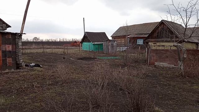Купила дом в деревне, какие посадки я сделала первыми