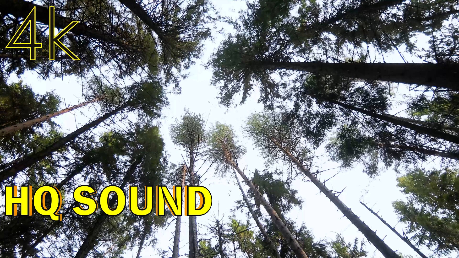 Скрип сосен на ветру (4K, HQ sound)