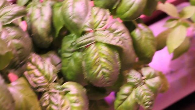 Микрозелень польза / выращивание / бизнес идеи