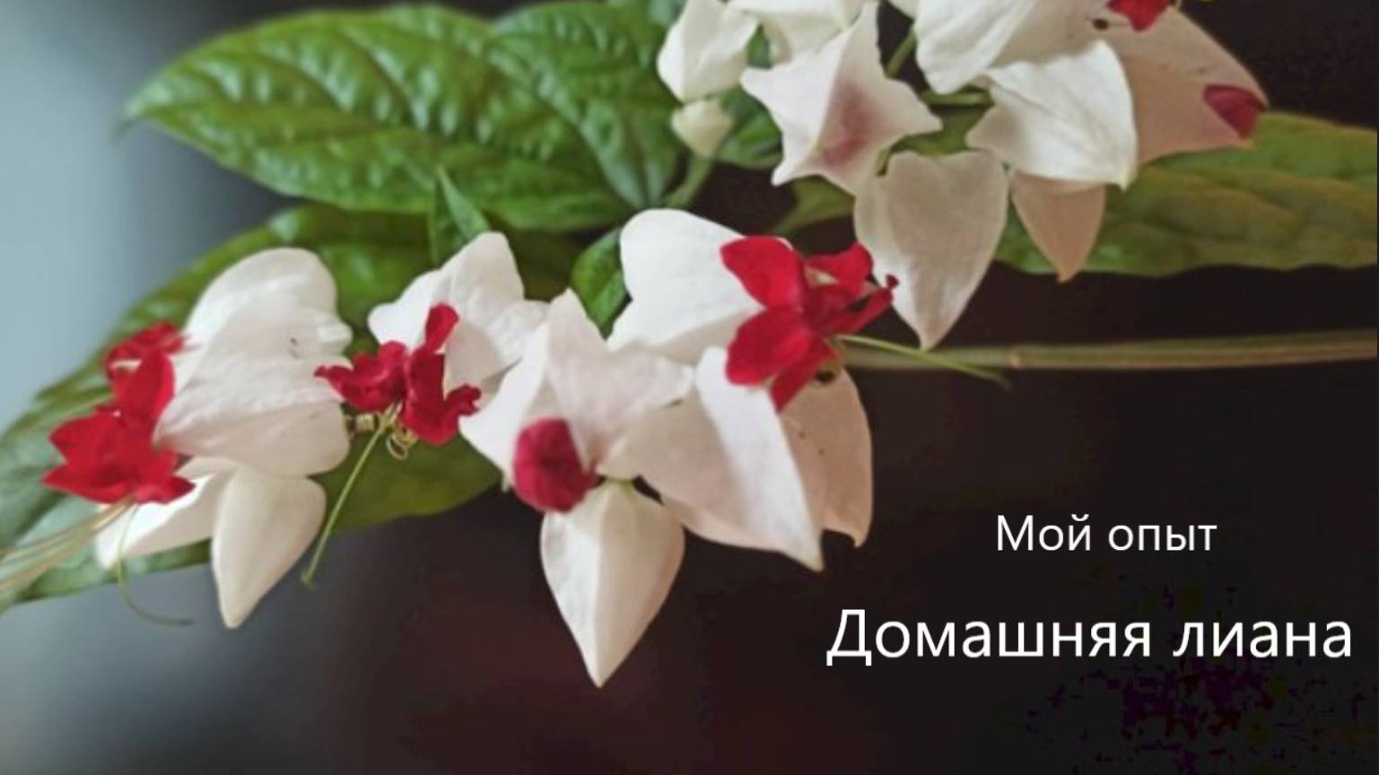 Экзотические домашние цветы