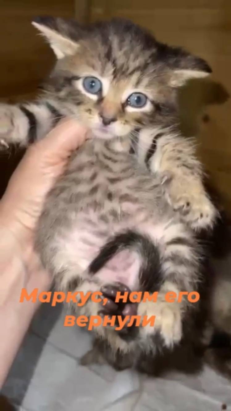 Нам вернули Маркуса