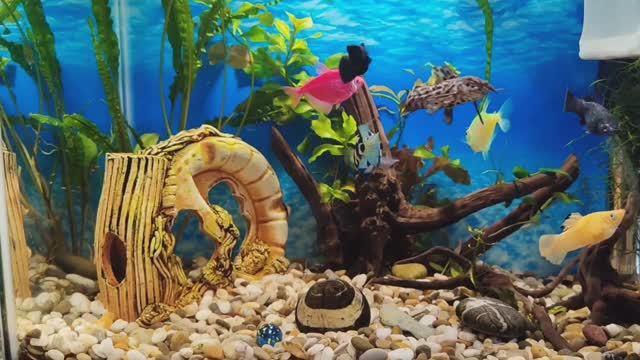 Мой подводный мир.  Помедитируем