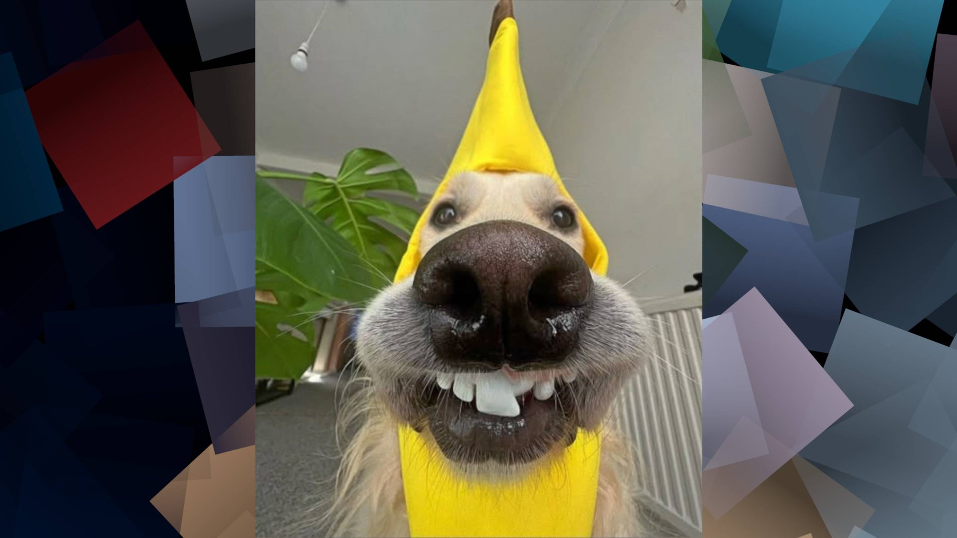 СМЕШНЫЕ ВИДЕО: ВЕСЕЛЫЕ СОБАЧЬИ МОМЕНТЫ