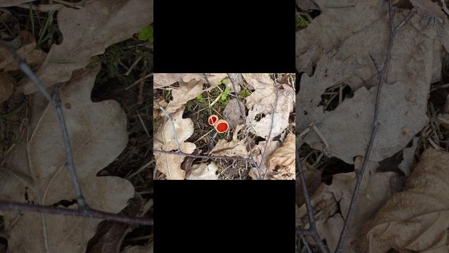 Открытие грибного сезона 2025 31 марта. Смоленск Саркосцифа алая #Саркосцифаалая