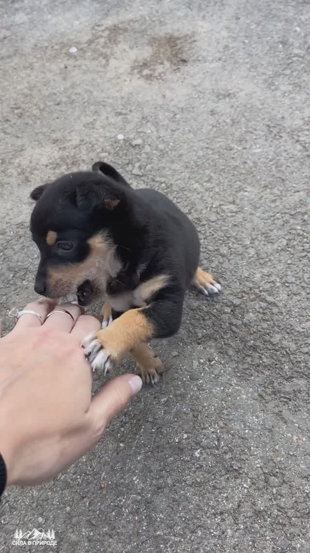 Игра с щенком