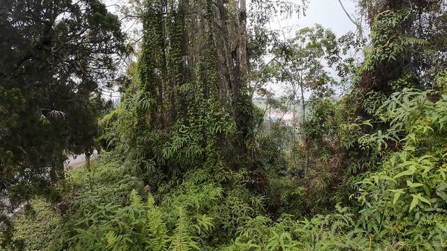 13 Malaysia, Cameron Highlands, Tanah Rata - деревья у дороги