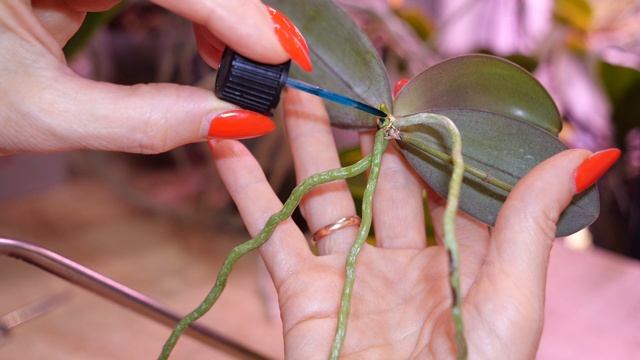 Укореняю молодую орхидею. Бронируйте.