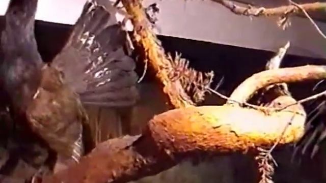 2000-01 Карелия лыжная (короткий)