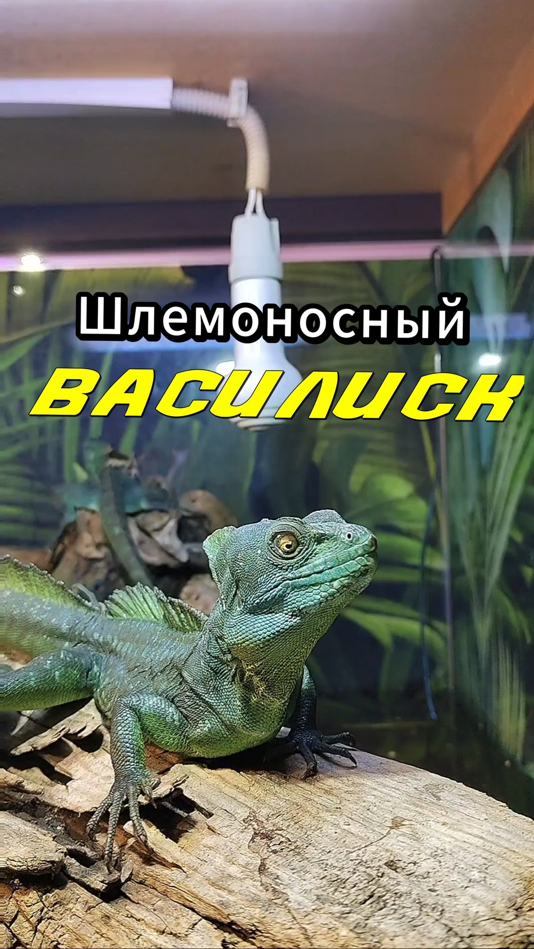 Шлемоносный василиск