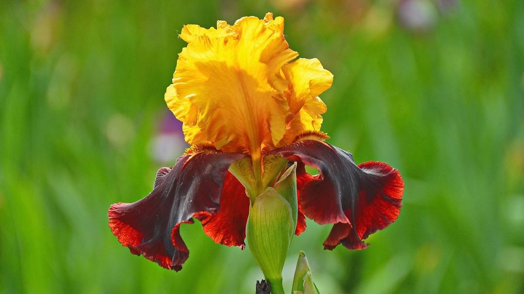 Чудесное природное явление.