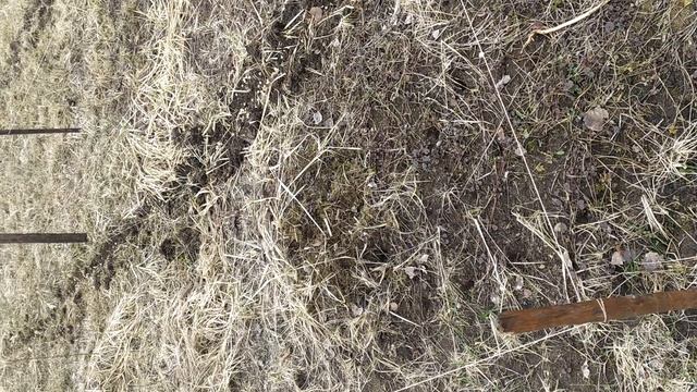 Сеем в сорняки. Огород ленивый без полива. Как легко вырастить теплолюбивые деревья, растения.