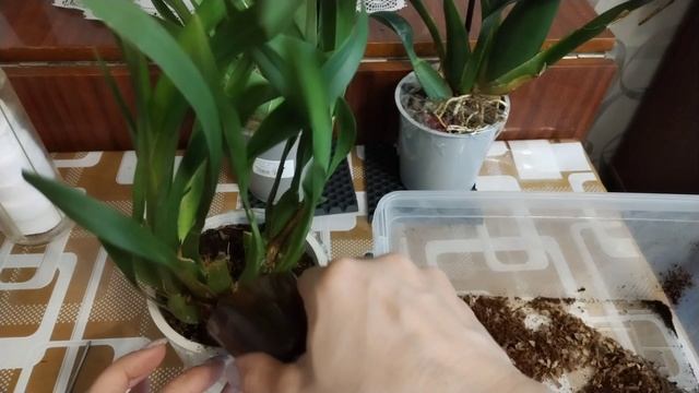 Пополнение в анцидиумной группе. Входящая обработка.