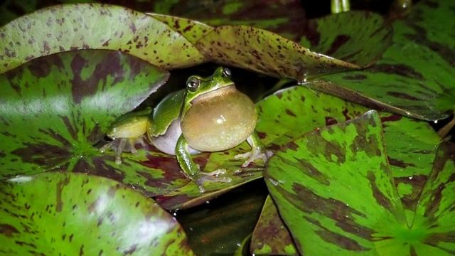 Брачная песнь Квакши