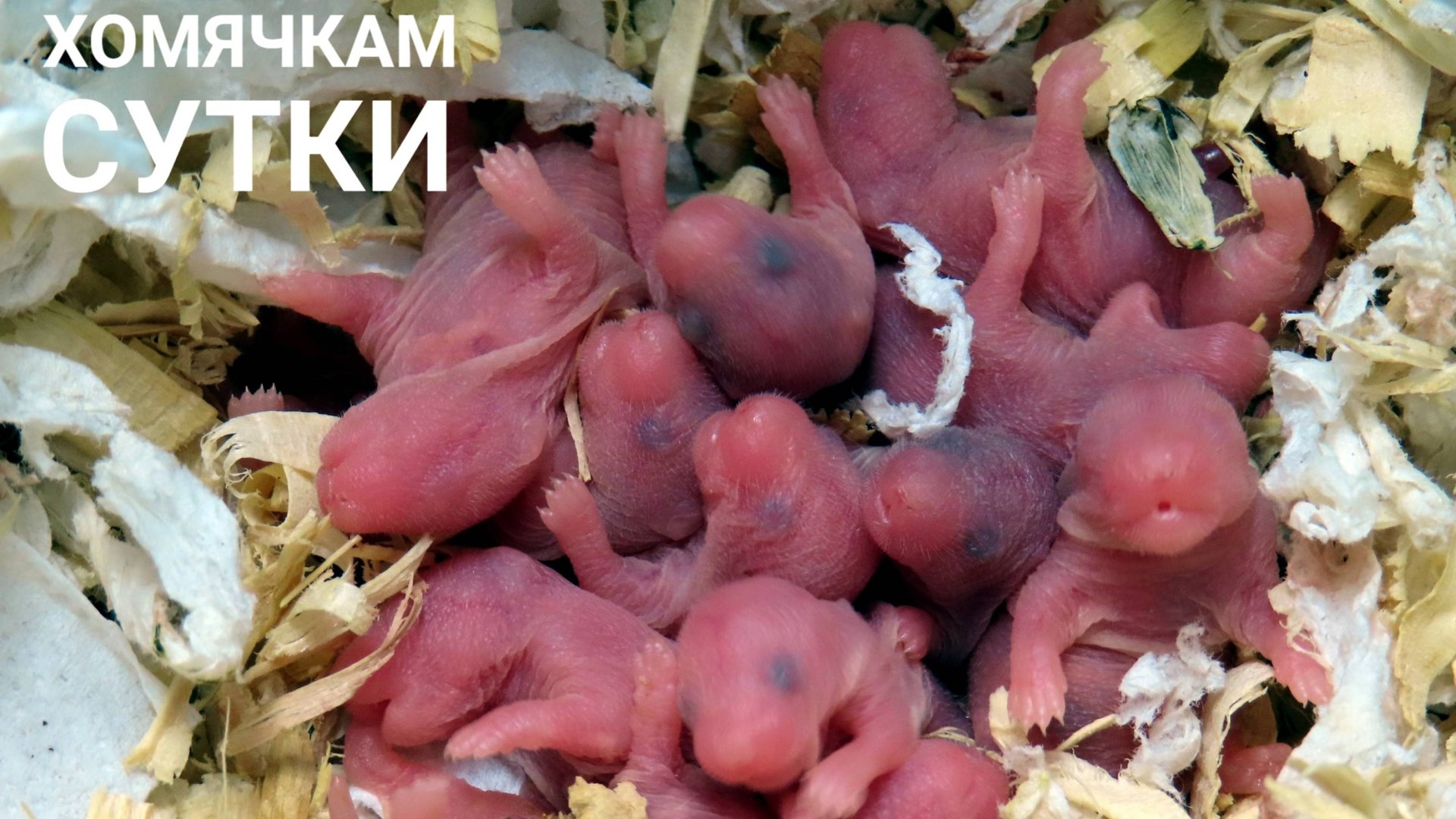 Возможно - это одно из ПОСЛЕДНИХ моих ВИДЕО 02.04.25 #НОВОРОЖДЕННЫЕ_сирийские_хомяки #хомякам_сутки