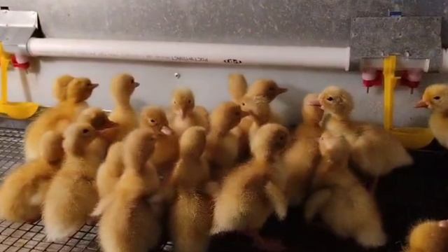 Теплый и уютный брудер для утят