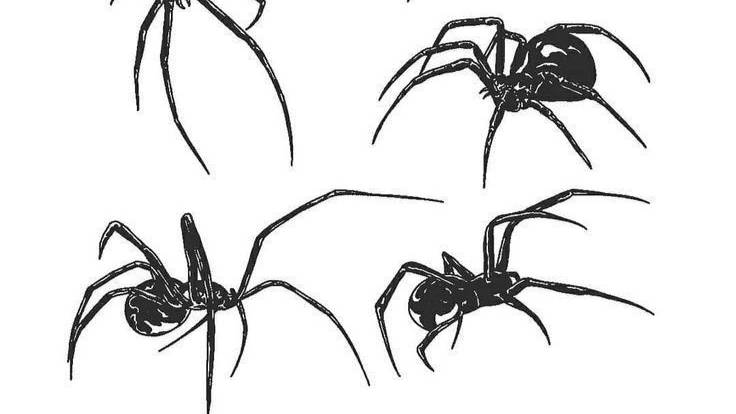 штаны пауки 1