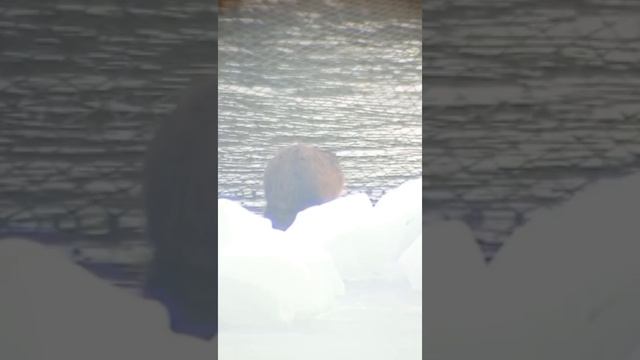 андатры проснулись 2025.04.02