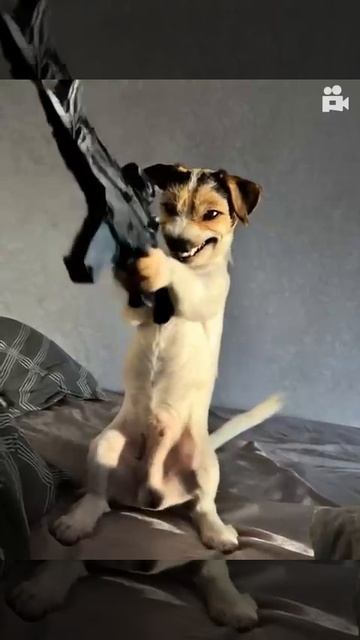 рил моя собака увидела кошку