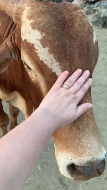 India cows #индия #гоа