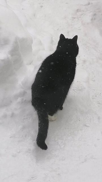 Коты в непогоду! март 2025г