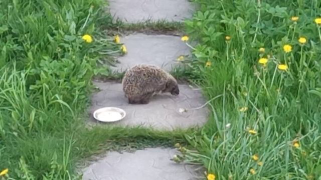 Симпатичный постоянный гость