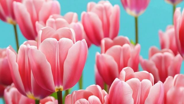 Футаж Тюльпаны на хромакее