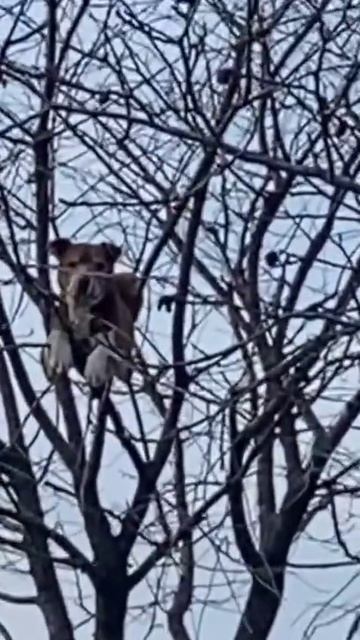 к коту вопросов нет, а вот к собаке..