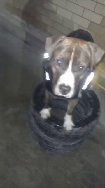 Tcenniy Prize Poker 10 m, дрессировка щенка.