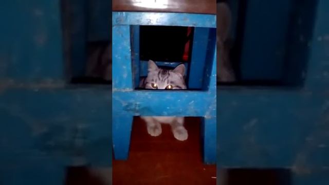 Фагот весёлый кот