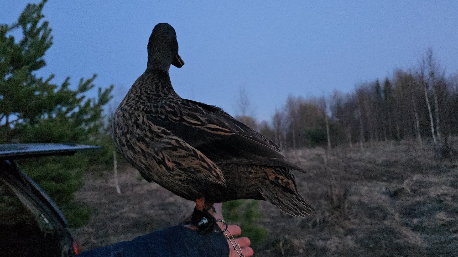 Подсадная на руке