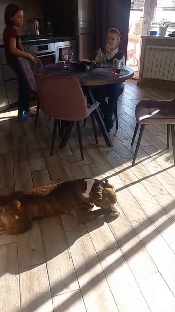 Tcenniy Prize Poker 10 m, дрессировка щенка.