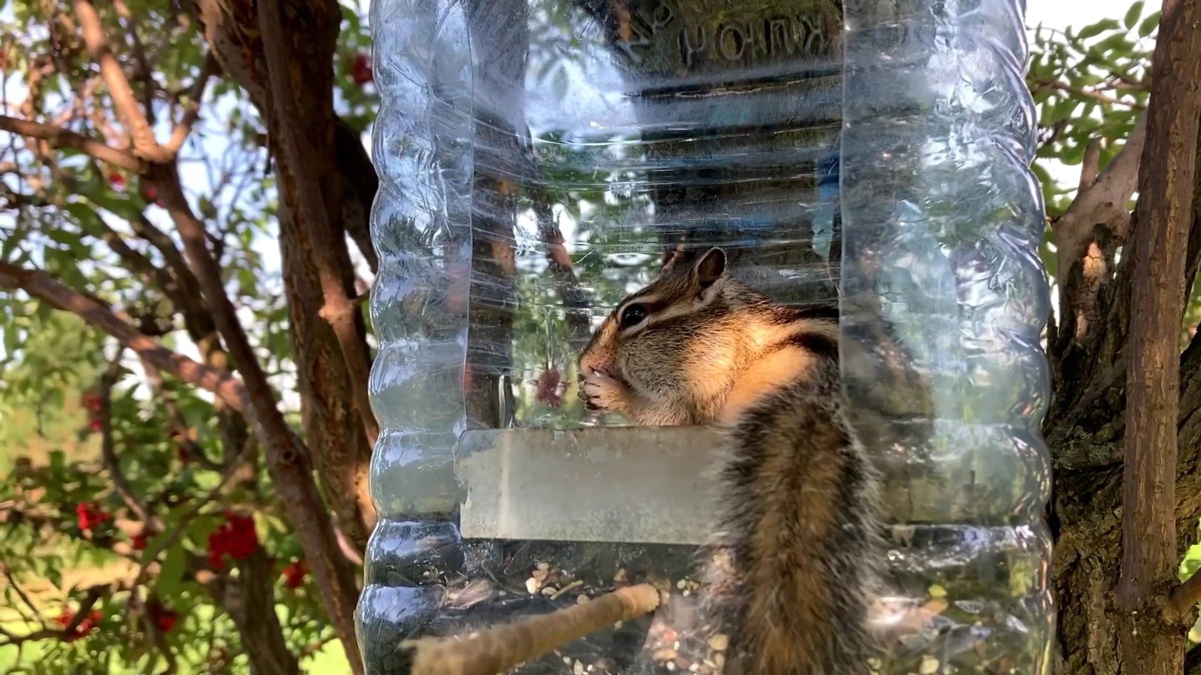 Бурундуки. Птицы Зеленушки, Снегири, Поползни, Синицы. Часть 42