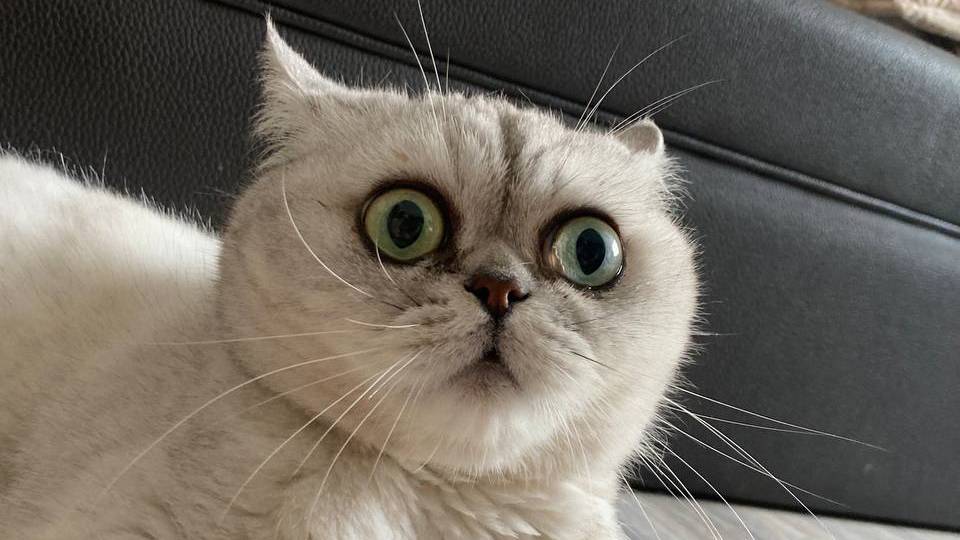 Наша Алисонька разыгралась