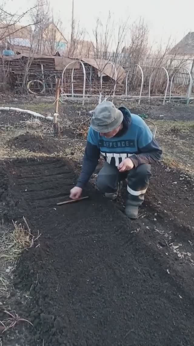 1 апрельская  морковка  #михалычдачник