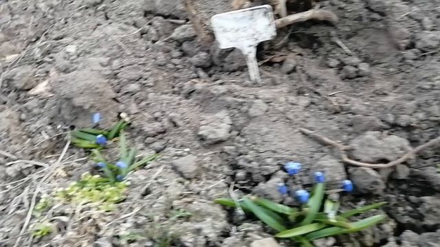 Неожиданное огорчение в последний день марта и мои посадки в саду и теплице