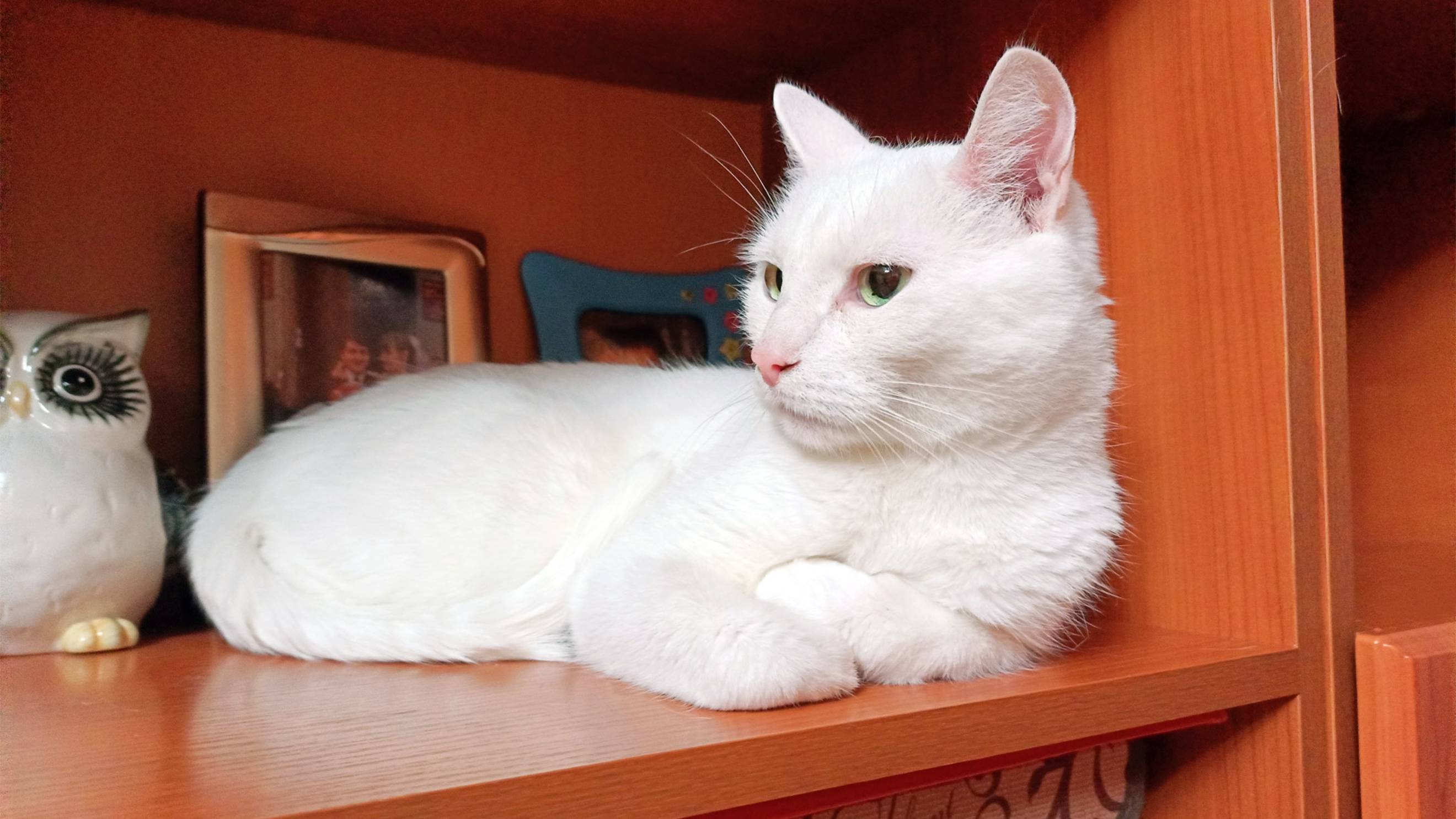 Наш животный дворик