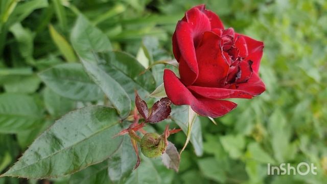 Цветочная медитация. Людские души-души разные.  Садовые Радости.