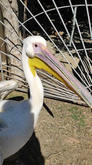 Последняя встреча с пеликаном