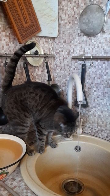 Соня пришла помогать, водичку пить