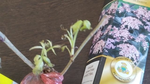 Первое разочарование садового сезона 2025