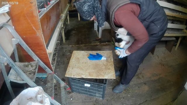 Пересадка кроликов в новую клетку.