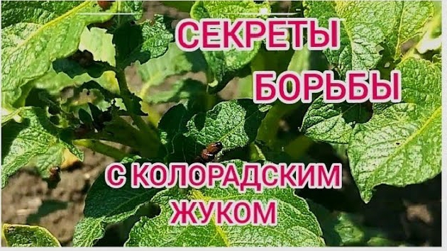 Я и мошенники против колорадского жука