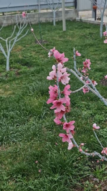 Натухаевская. 2 апреля