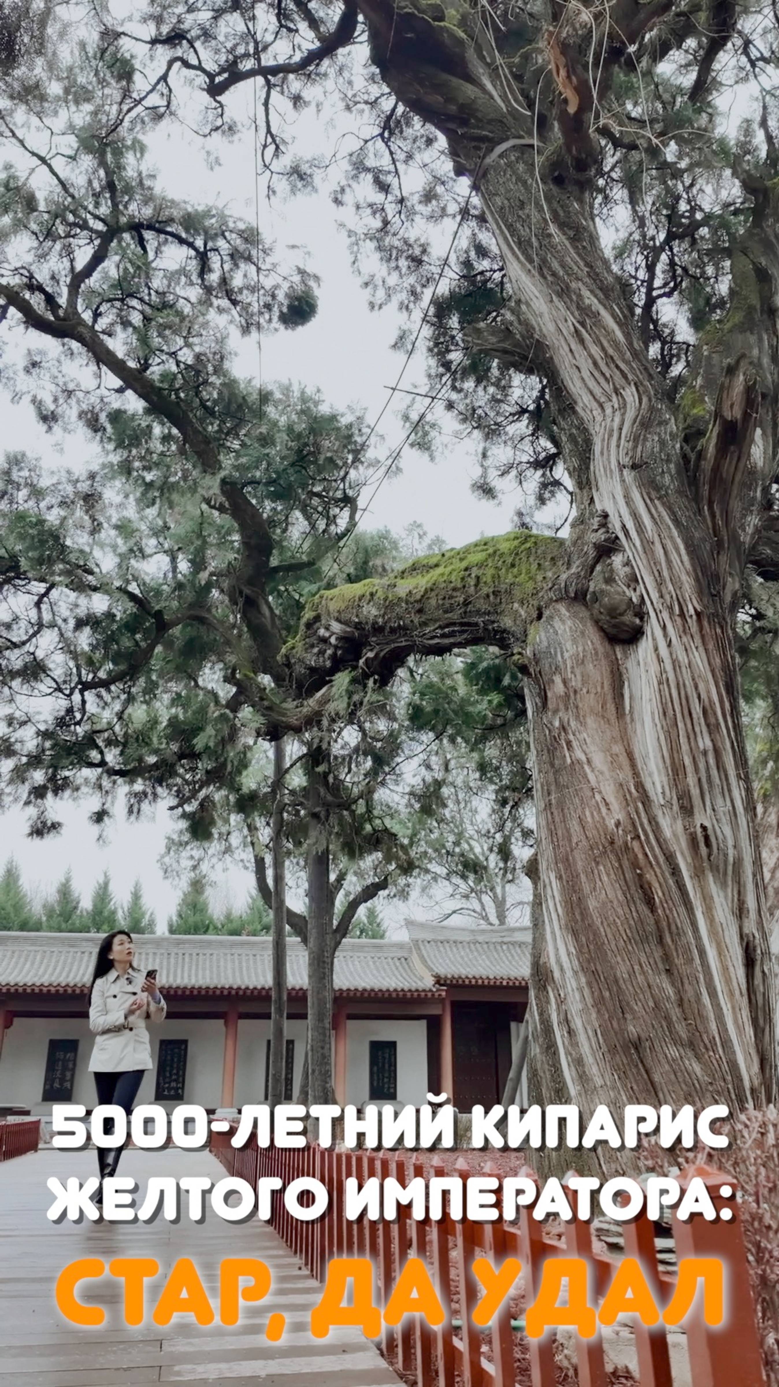 5000-летний кипарис?! Cтар, да удал