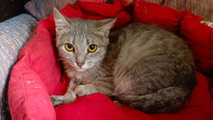 Рамси сняли спицы