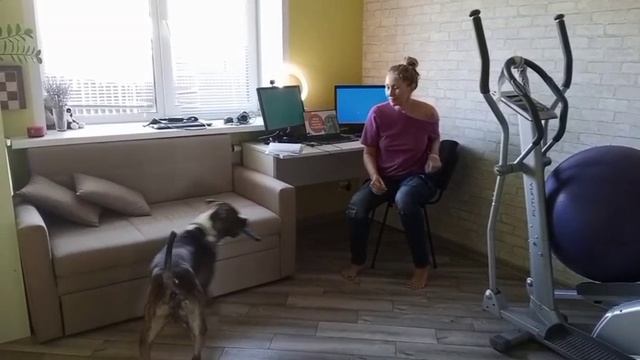 Tcenniy Prize Poker 10 m, дрессировка щенка.