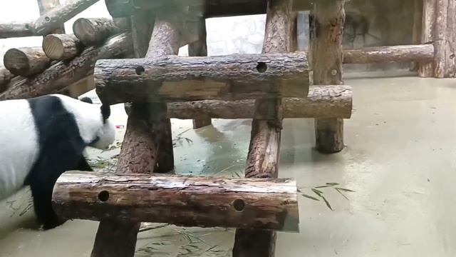 Катюша и ДинДин