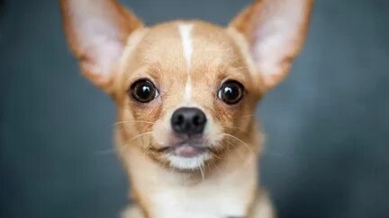 самая маленькая порода собак